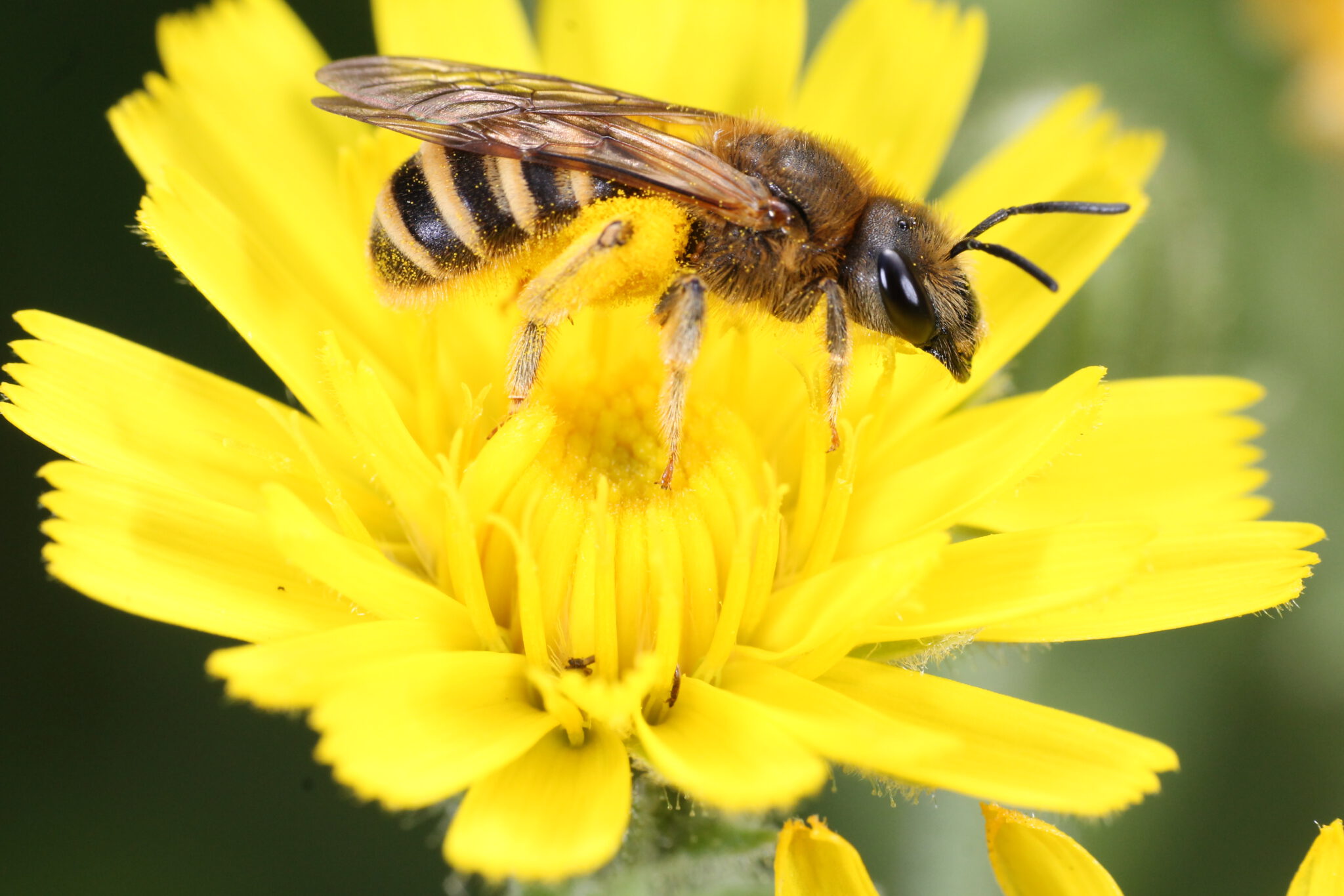 Boshommellandschap Geuldal